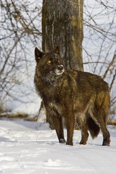 Bulgarian wolf | Wolf Central Wiki | Fandom