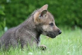 Welpe | Wolf Wiki | Fandom
