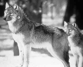 Wolf Central Wiki | Fandom