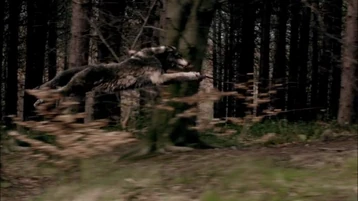 Aran | Wolfblood Wiki | Fandom