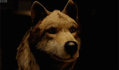 Wolfblood | Wiki WolfBlood | Fandom