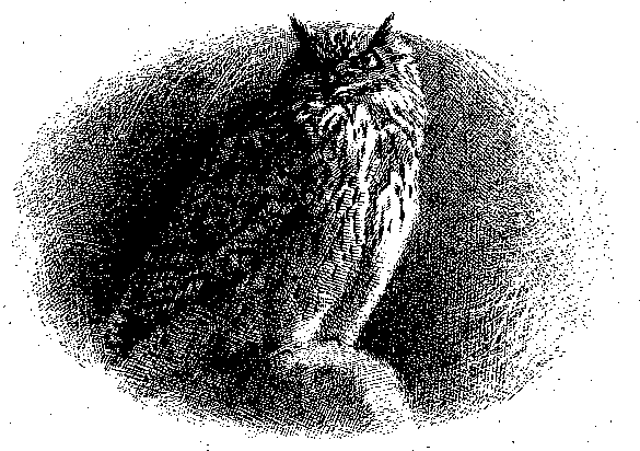 Eagle Owl Clan | Chronicles of Ancient Darkness Wiki | Fandom