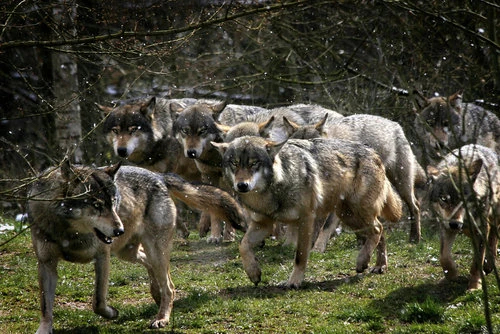 Forest Wolf | Chronicles of Ancient Darkness Wiki | Fandom