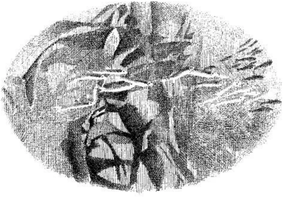 Kelp Clan | Chronicles of Ancient Darkness Wiki | Fandom