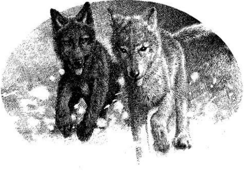 Shadow | Chronicles of Ancient Darkness Wiki | Fandom