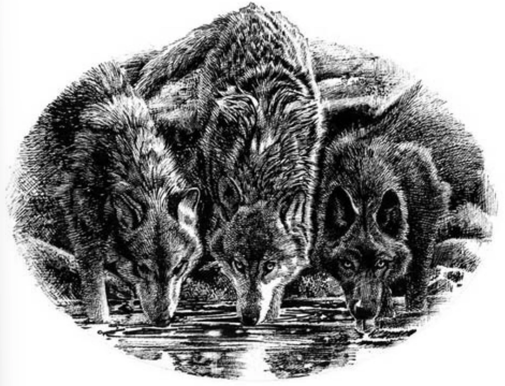 Blackear | Chronicles of Ancient Darkness Wiki | Fandom