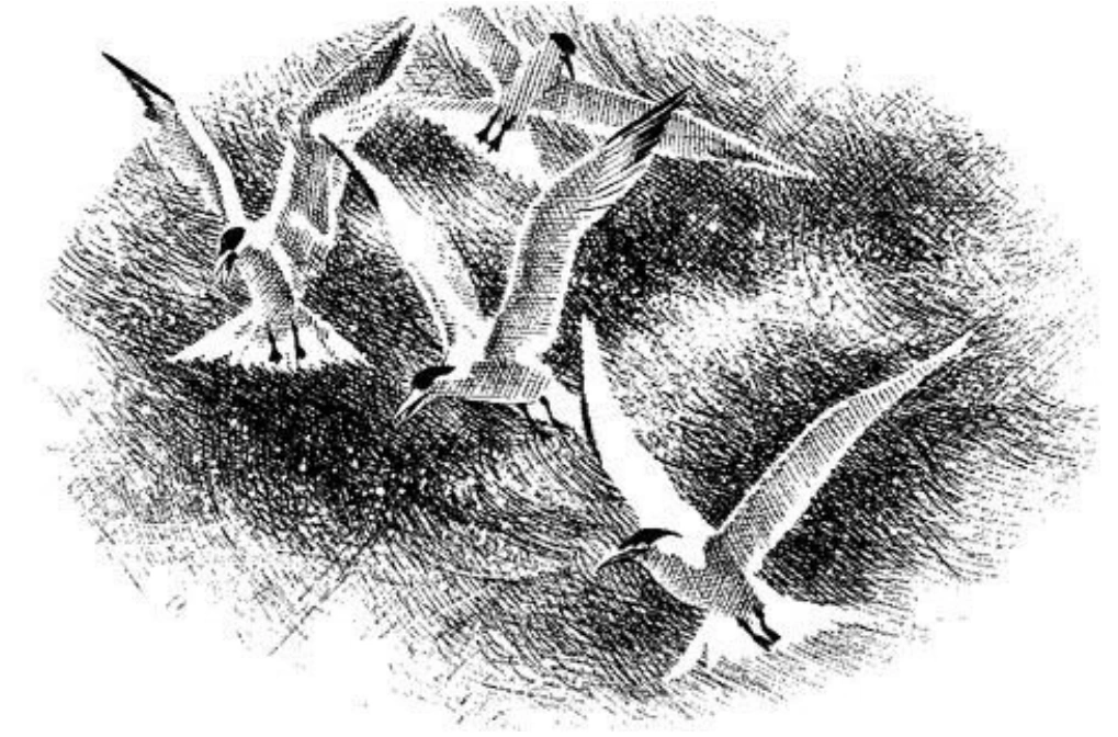 Cormorant Clan | Chronicles of Ancient Darkness Wiki | Fandom