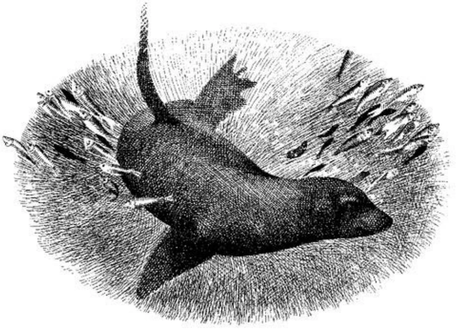 Seal Clan | Chronicles of Ancient Darkness Wiki | Fandom