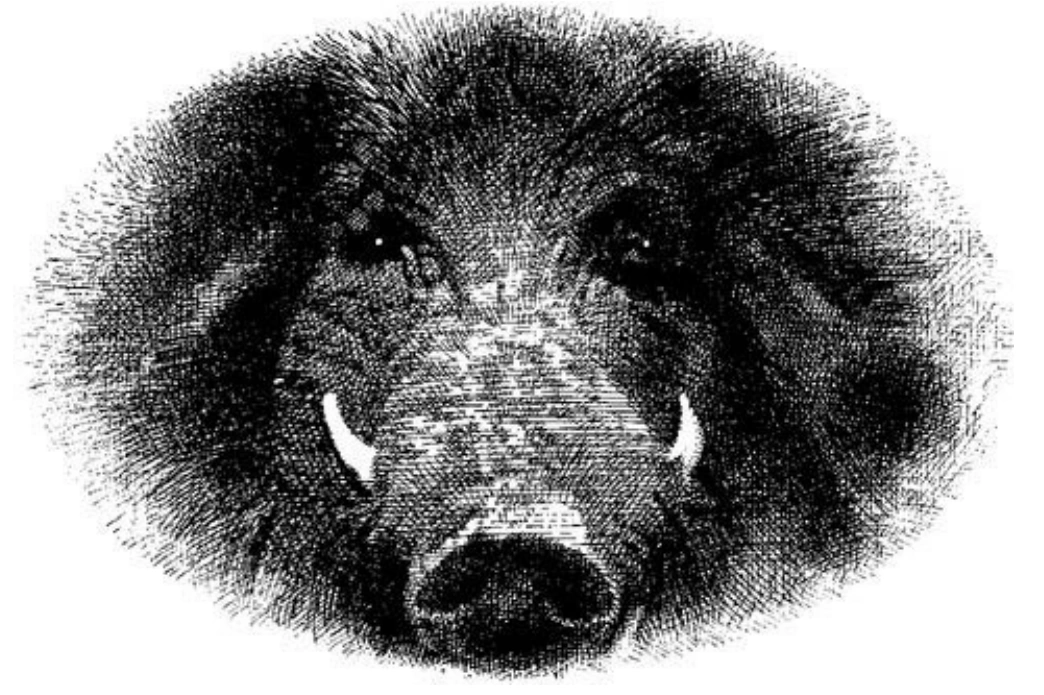 Boar Clan | Chronicles of Ancient Darkness Wiki | Fandom