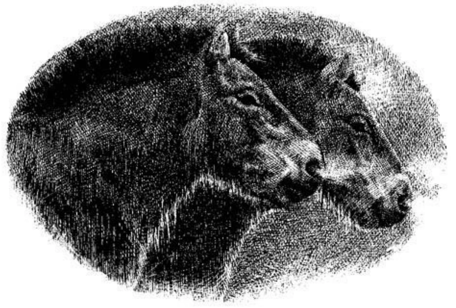 Forest Horse Clan | Chronicles of Ancient Darkness Wiki | Fandom