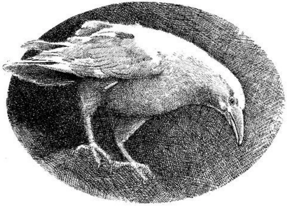 Ark | Chronicles of Ancient Darkness Wiki | Fandom