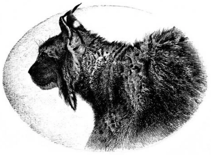 Lynx Clan | Chronicles of Ancient Darkness Wiki | Fandom