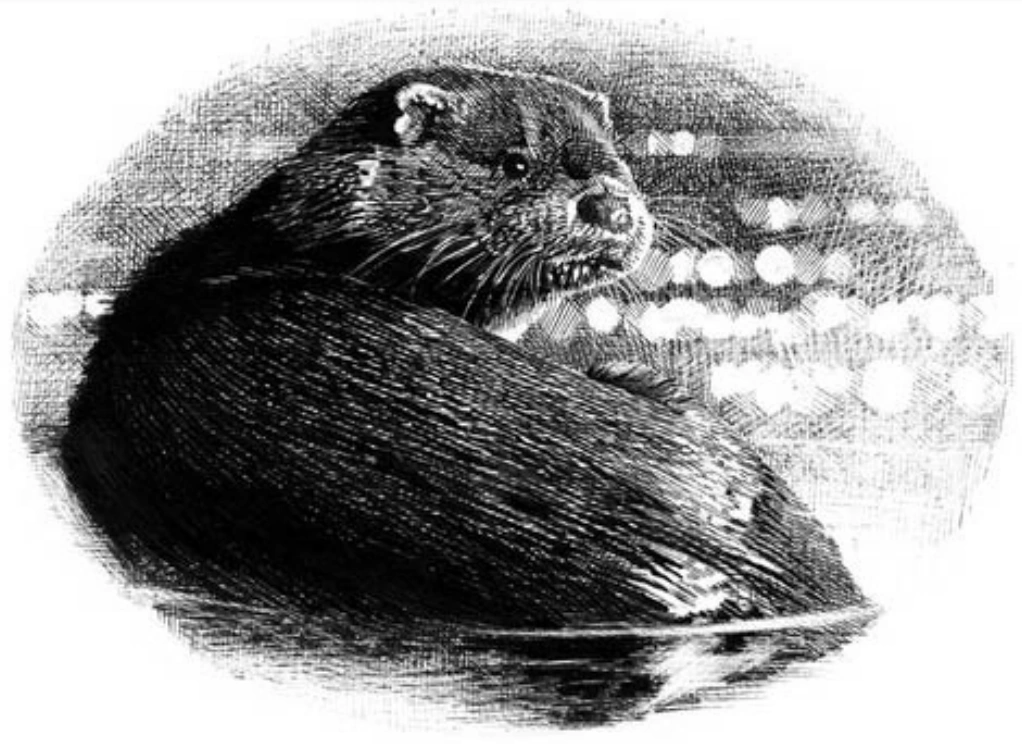 Otter Clan | Chronicles of Ancient Darkness Wiki | Fandom