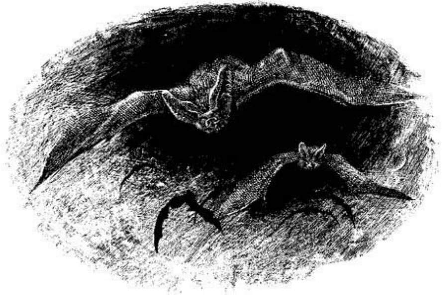 Bat Clan | Chronicles of Ancient Darkness Wiki | Fandom