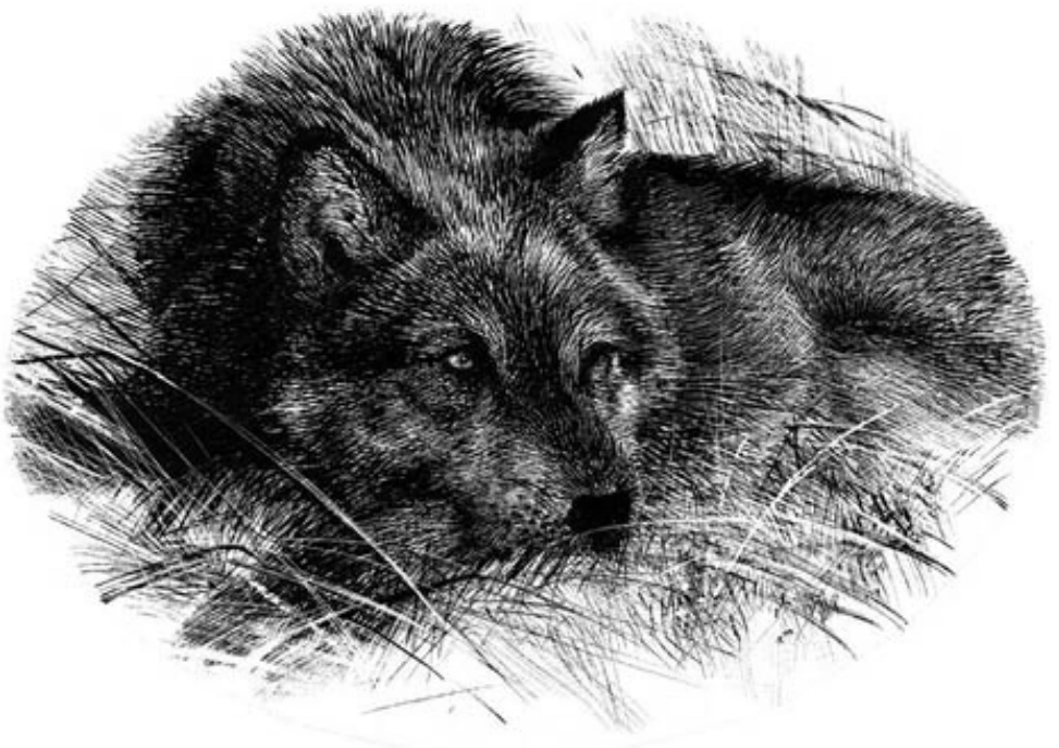 Darkfur | Chronicles of Ancient Darkness Wiki | Fandom