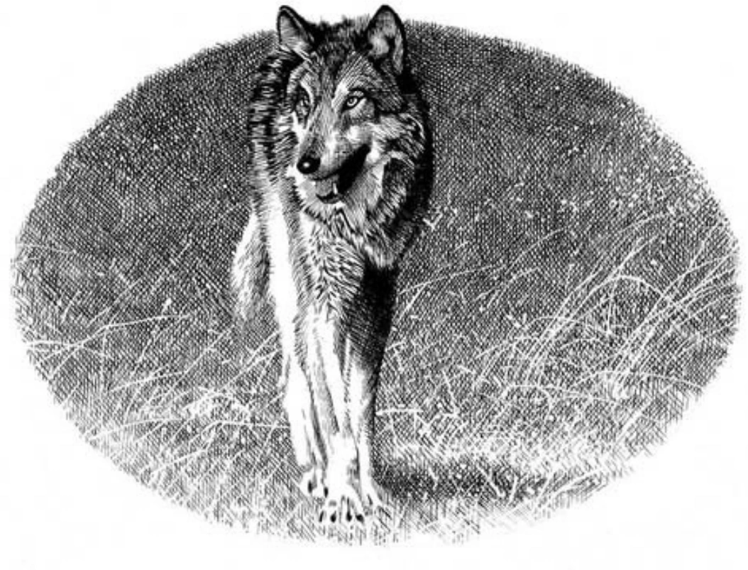 Wolf Clan | Chronicles of Ancient Darkness Wiki | Fandom