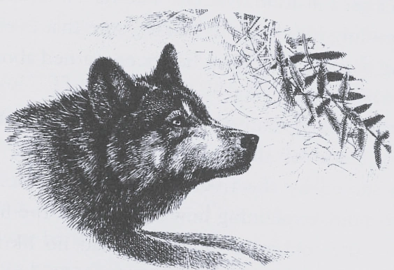 Wolf | Chronicles of Ancient Darkness Wiki | Fandom