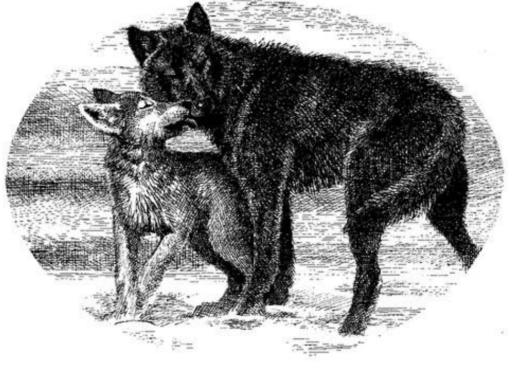 Pebble | Chronicles of Ancient Darkness Wiki | Fandom