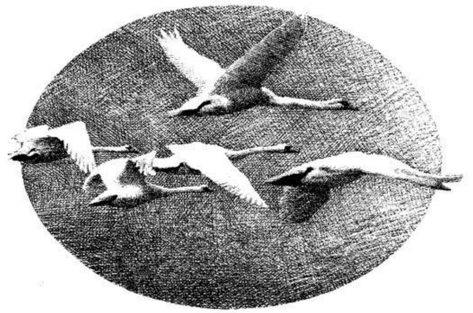 Swan Clan | Chronicles of Ancient Darkness Wiki | Fandom