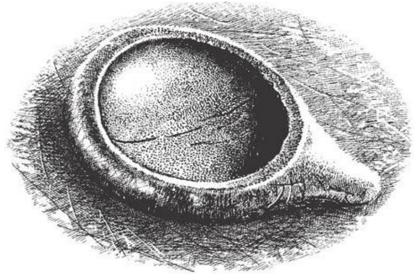 Nanuak | Chronicles of Ancient Darkness Wiki | Fandom