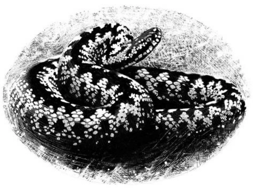 Viper Clan | Chronicles of Ancient Darkness Wiki | Fandom