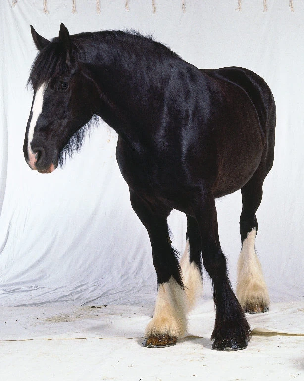 Oce | Wolfendorf Wiki | Fandom