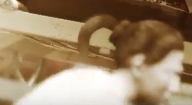 Jessie "Jes" and Zofia "Soph" Blazkowicz/Gallery | Wolfenstein Wiki ...