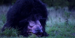 Werewolf Beasts (Wild Country) | Werewolves Wiki | Fandom