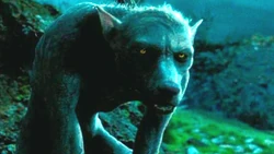 Remus Lupin | Werewolves Wiki | Fandom