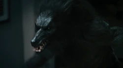 Will Kidman | Werewolves Wiki | Fandom