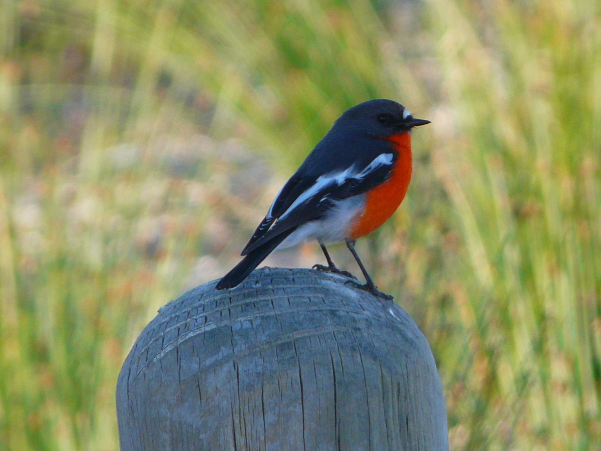 Flame Robin | A Lone Wolf's Nature Sightings Wiki | Fandom