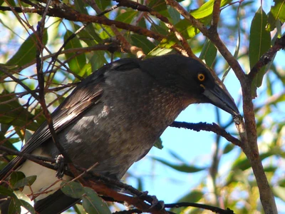 Grey Currawong | A Lone Wolf's Nature Sightings Wiki | Fandom