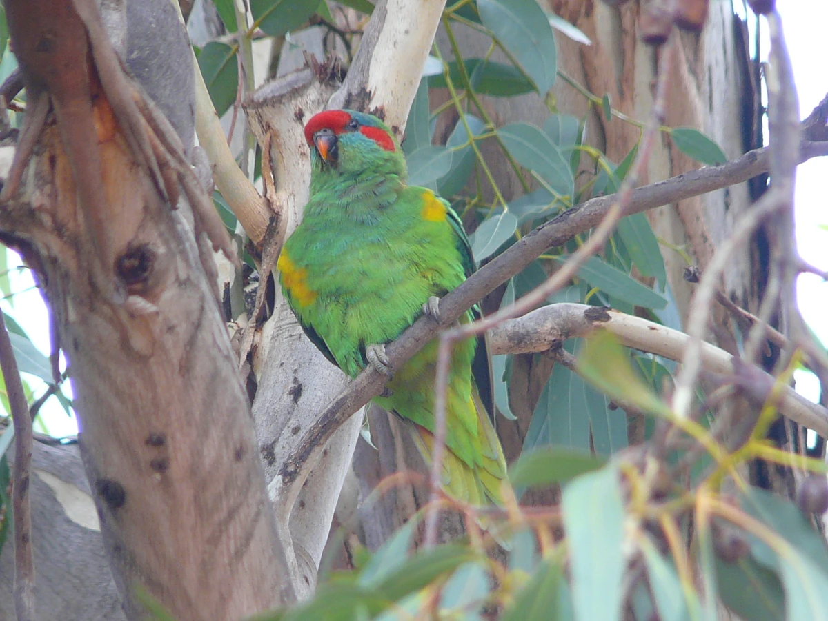 Musk Lorikeet | A Lone Wolf's Nature Sightings Wiki | Fandom