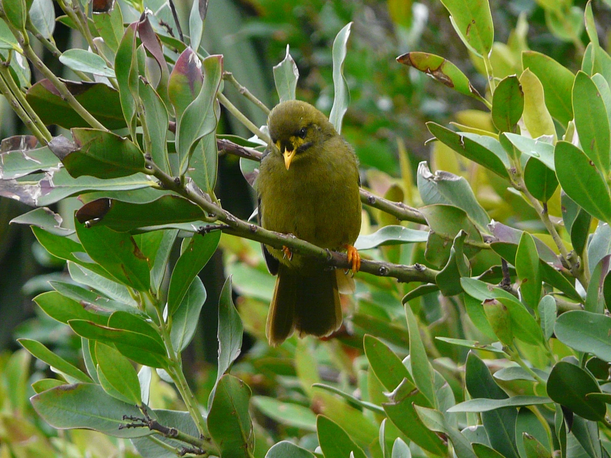 Bell Miner | A Lone Wolf's Nature Sightings Wiki | Fandom