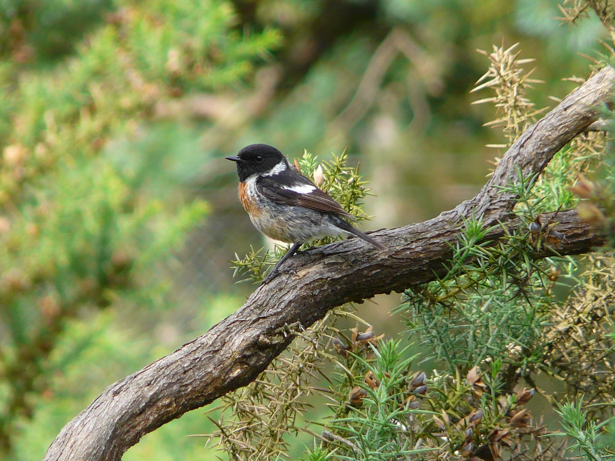 European Stonechat | A Lone Wolf's Nature Sightings Wiki | Fandom