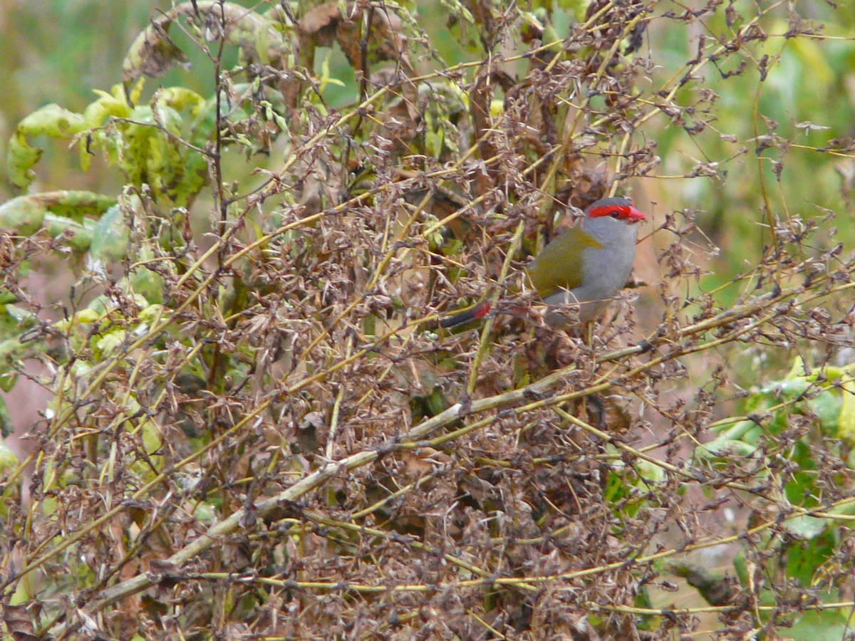 Red-browed Firetail | A Lone Wolf's Nature Sightings Wiki | Fandom