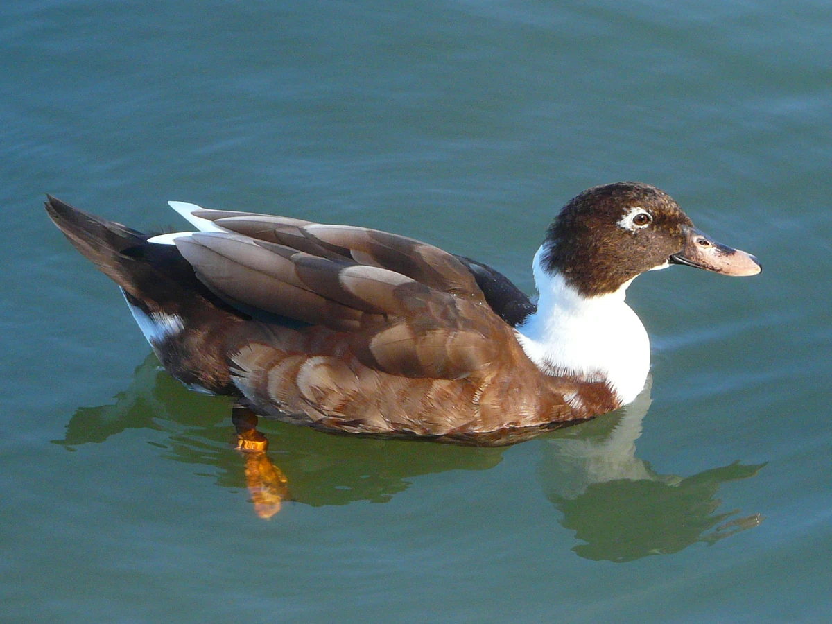 Anatidae | A Lone Wolf's Nature Sightings Wiki | Fandom