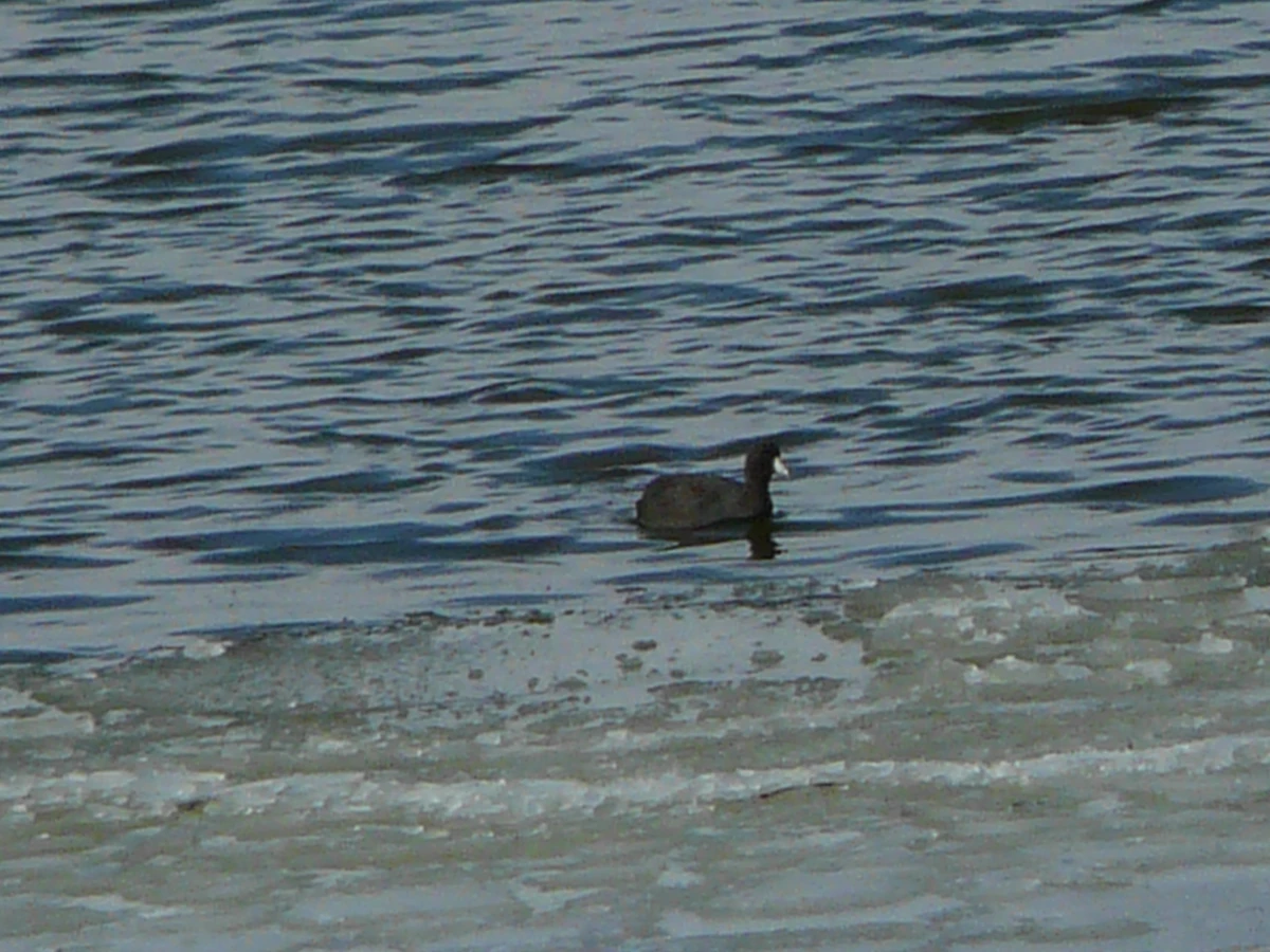 American Coot | A Lone Wolf's Nature Sightings Wiki | Fandom