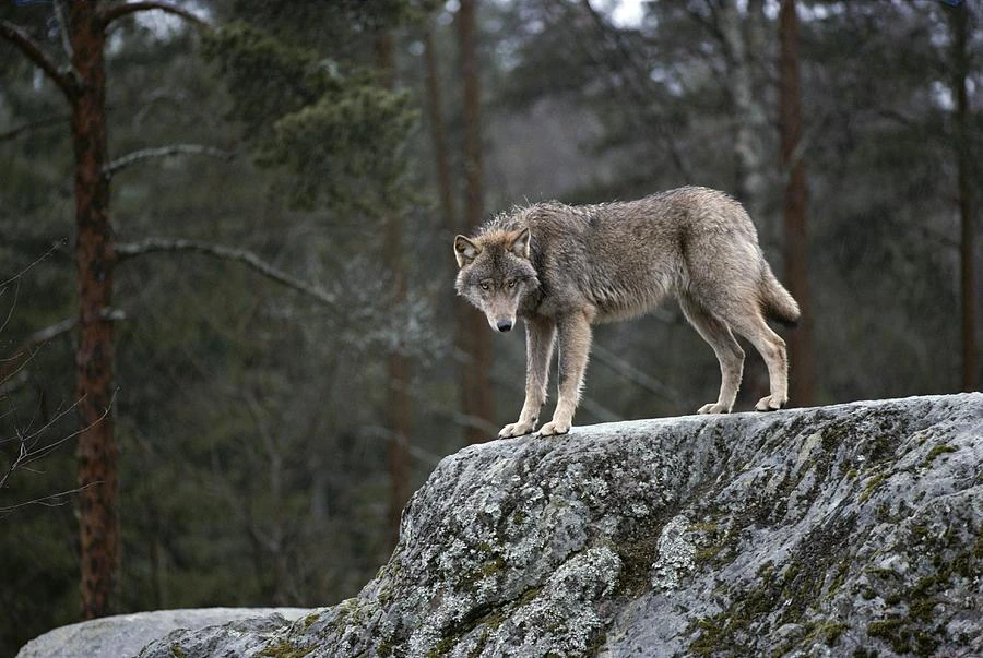 Guardian | Wolforum Wiki | Fandom