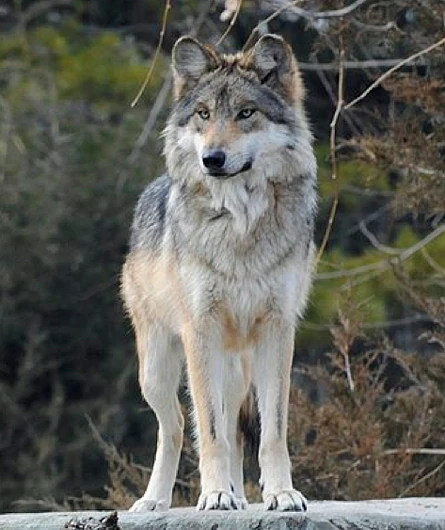 Beta | Wolforum Wiki | Fandom