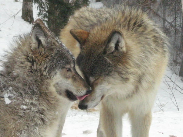 Hierarchy | Wolforum Wiki | Fandom