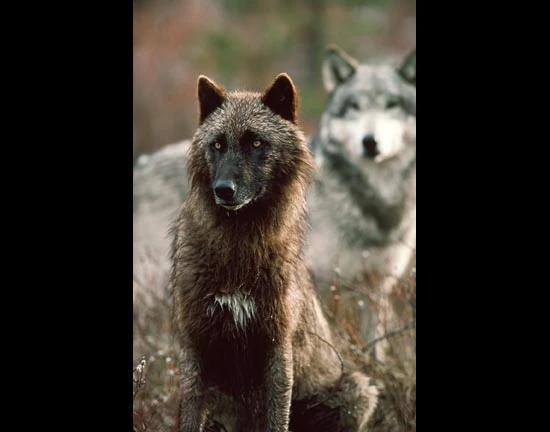 Alpha | Wolforum Wiki | Fandom
