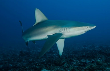 Marine Crisis | ISKS Wolfpack Writing Club Wiki | Fandom