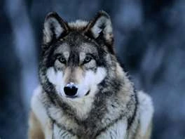 Nike | WolfPack FanFiction Wiki | Fandom