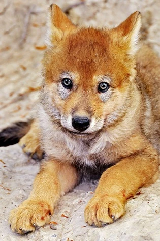 Apollo Hell Hounds | Wolf Role Play Wiki | Fandom