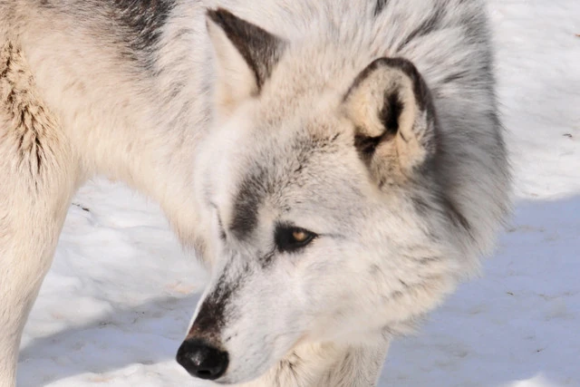 Petal Rascals | Wolf Role Play Wiki | Fandom