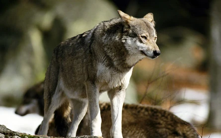 Rory Bad Dogs | Wolf Role Play Wiki | Fandom