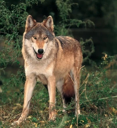 James Hell Hounds | Wolf Role Play Wiki | Fandom