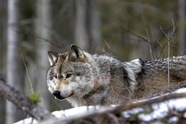 Thor Druids | Wolf Role Play Wiki | Fandom