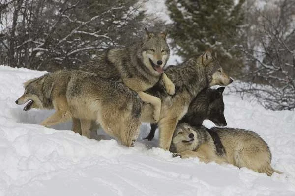 Bad Dogs Pack | Wolf Role Play Wiki | Fandom